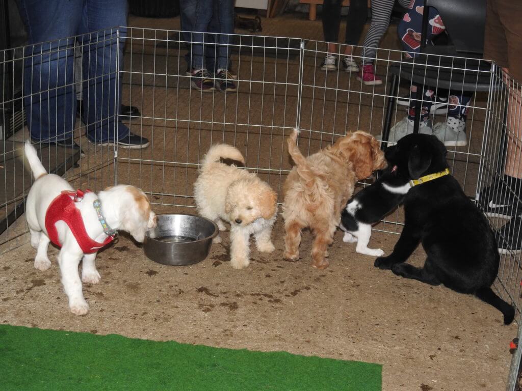 Puppy Pre-school Playgroup - Free! - Animal Magic Dog Club